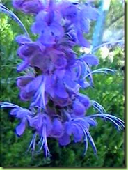 MOTUS A.D.: Woolly Blue Curls